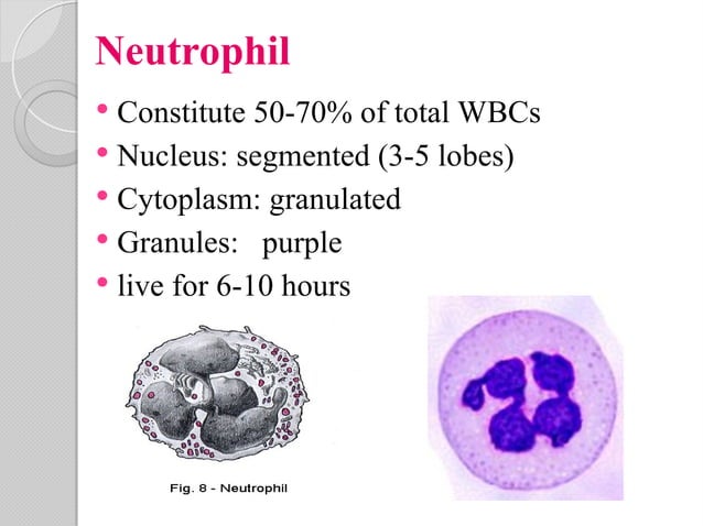 Hematology -WBCs.ppt• Definitions and classifications of tumors (benign ...