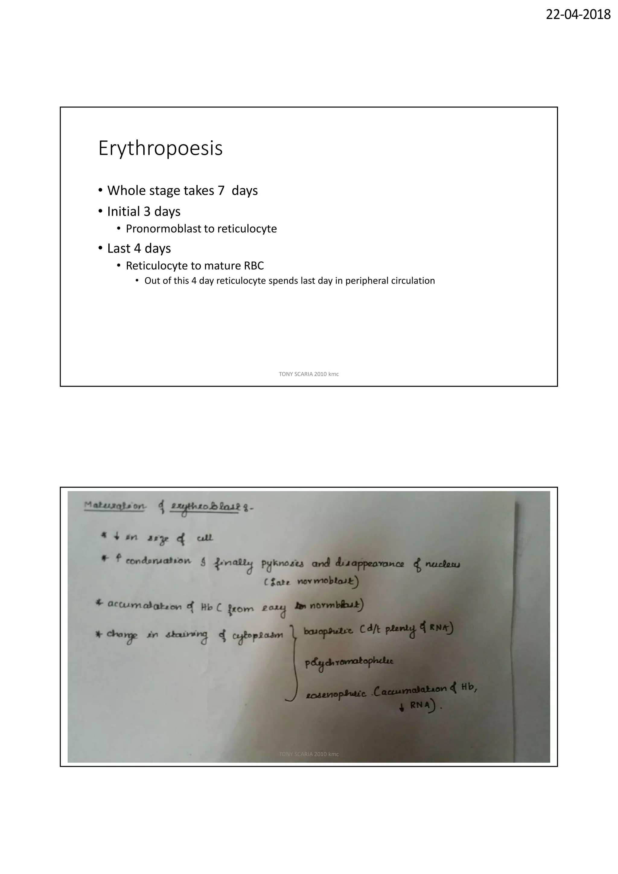 Hematology revision notes pathology | PDF