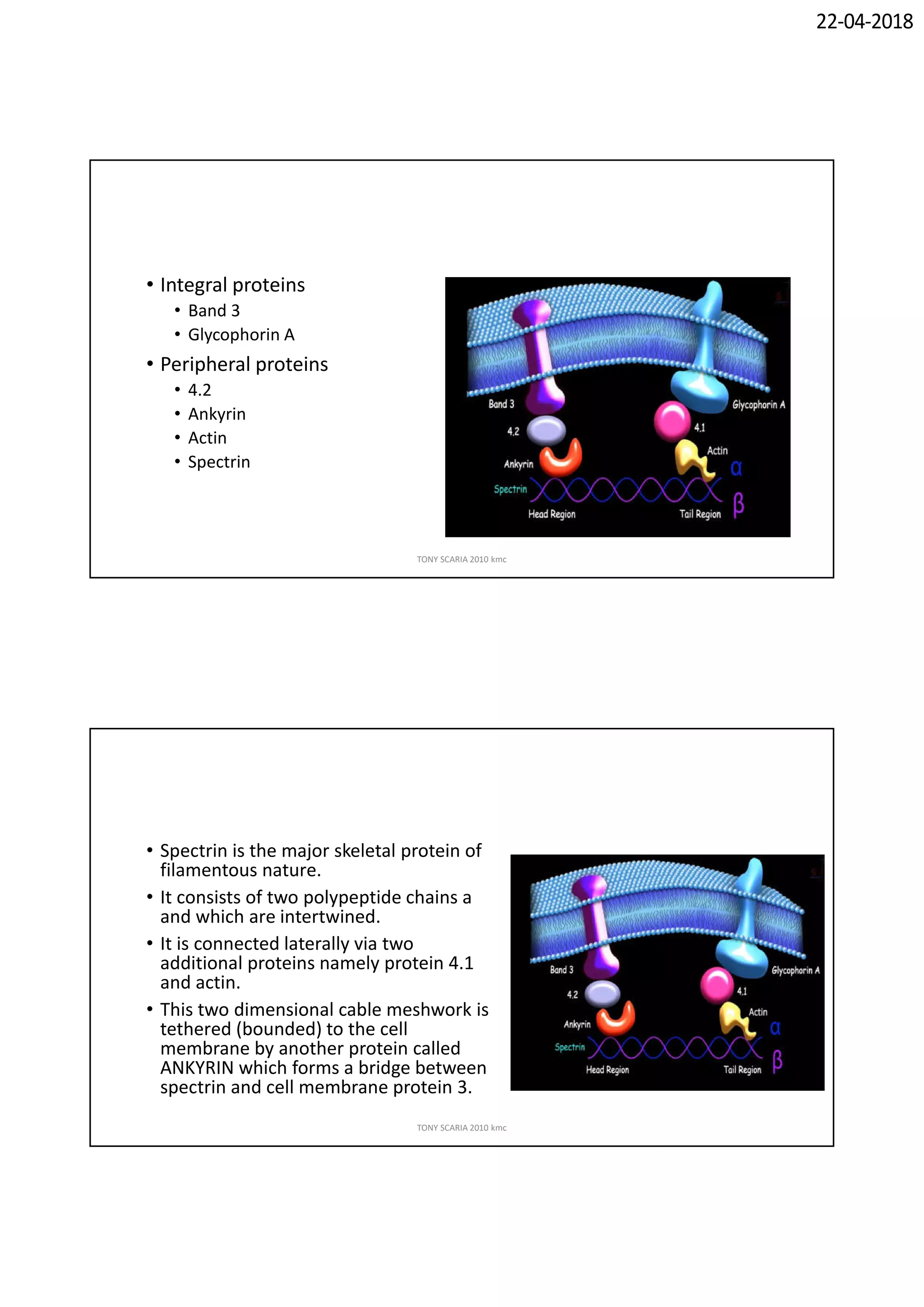 Hematology revision notes pathology | PDF