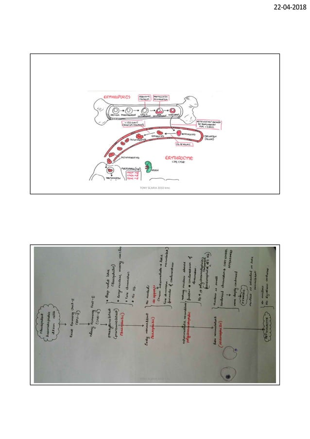 Hematology revision notes pathology | PDF