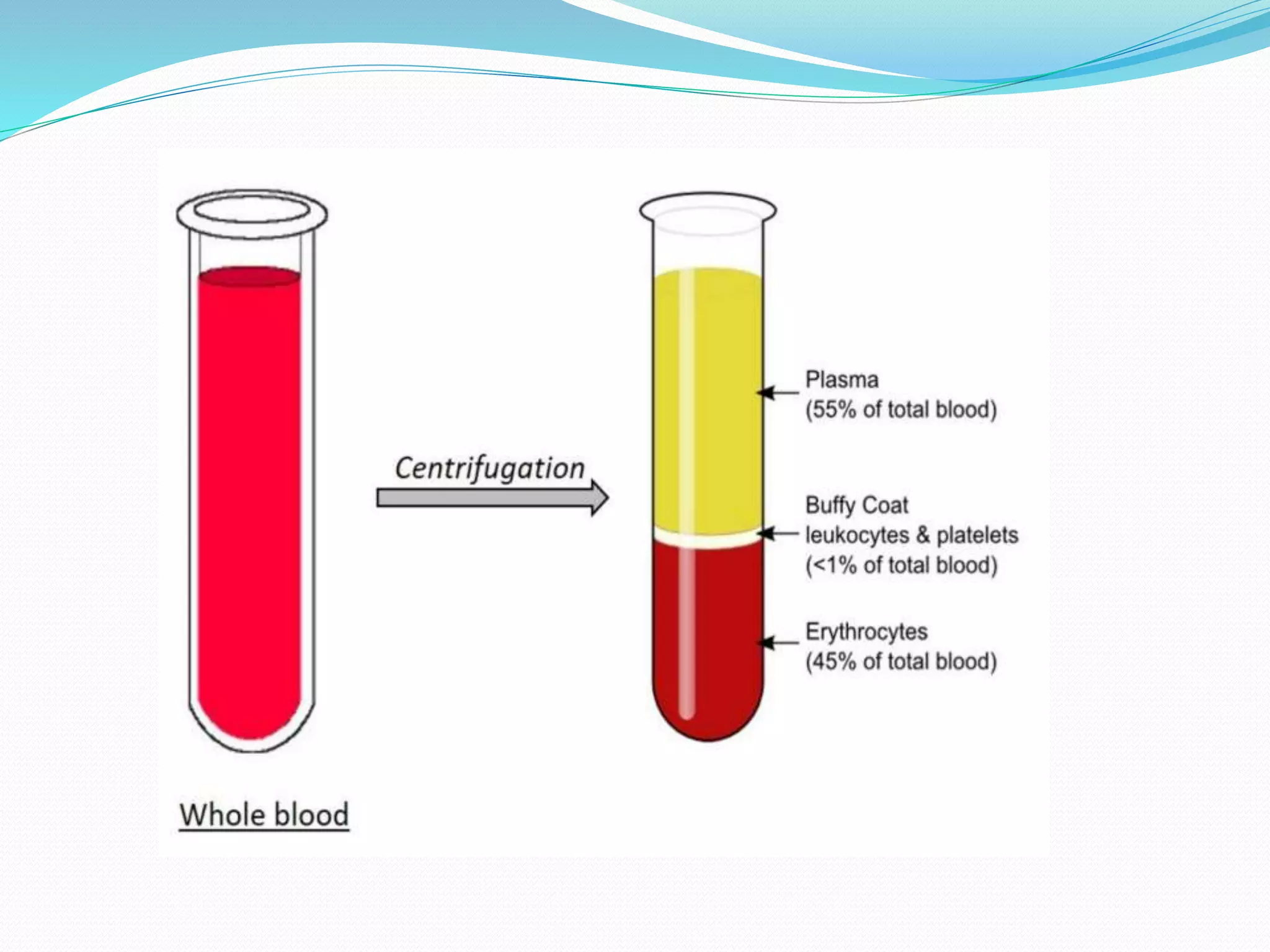 Blood physiology and composition/ hematology part 3.pptx