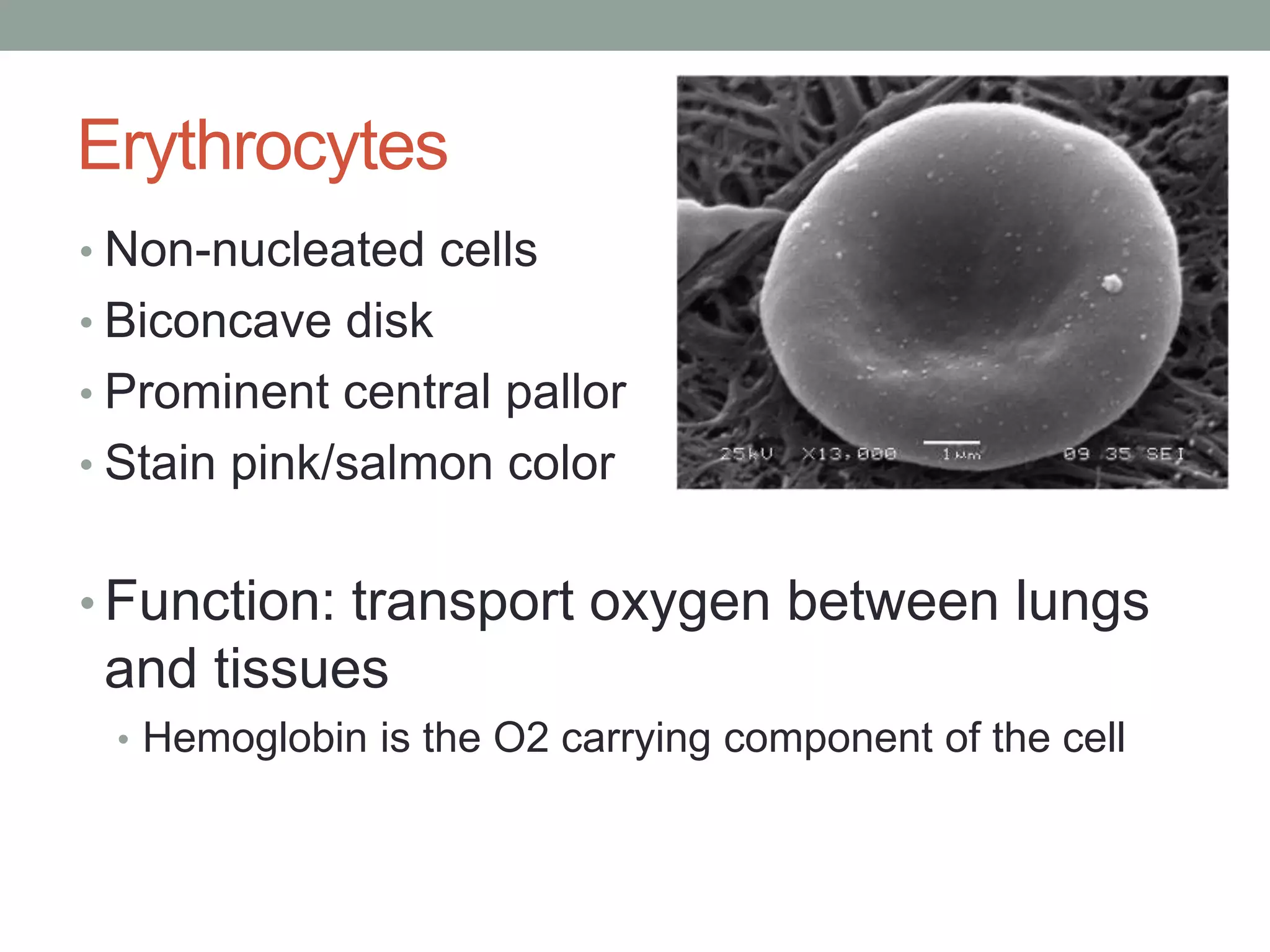 Hematology basics pt 1 jpg | PPTX