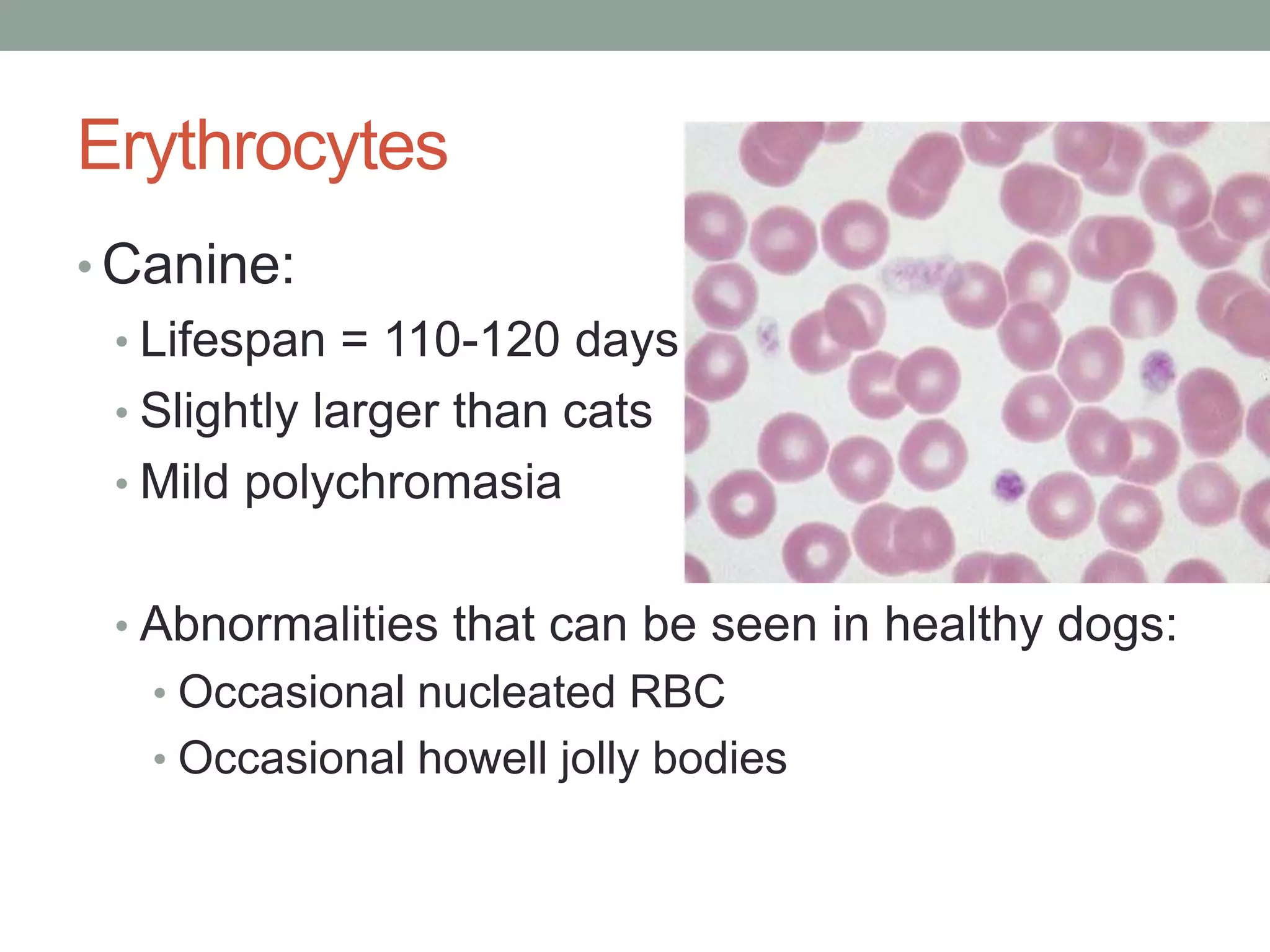 Hematology basics pt 1 jpg | PPTX