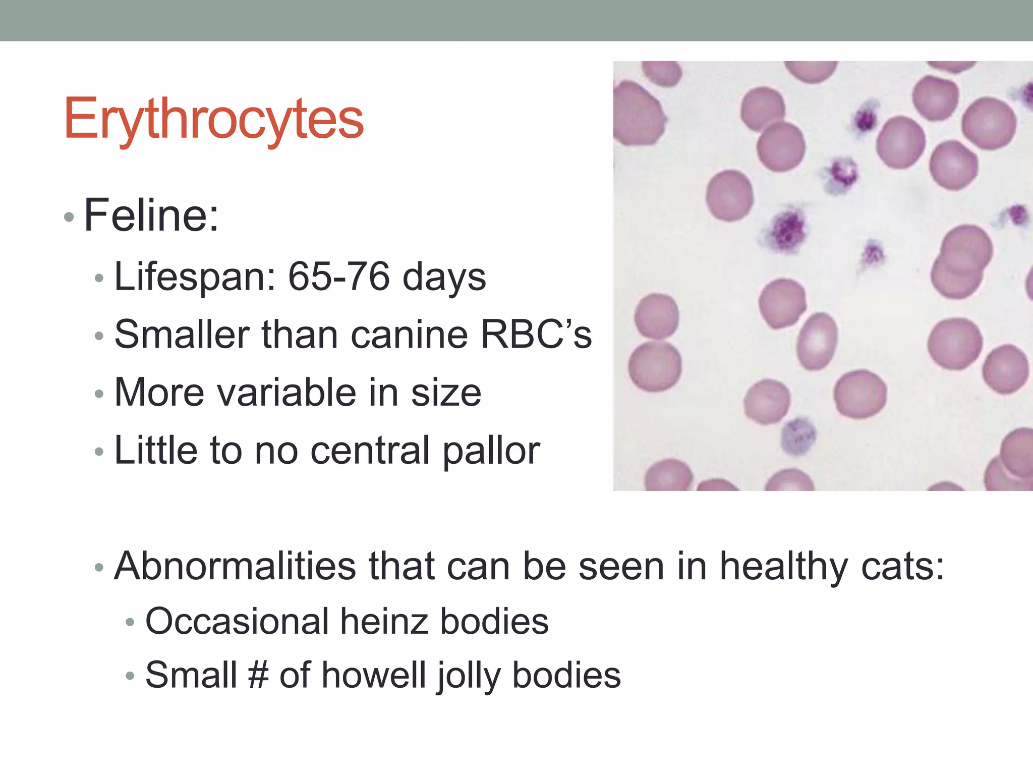 Hematology basics pt 1 jpg | PPTX