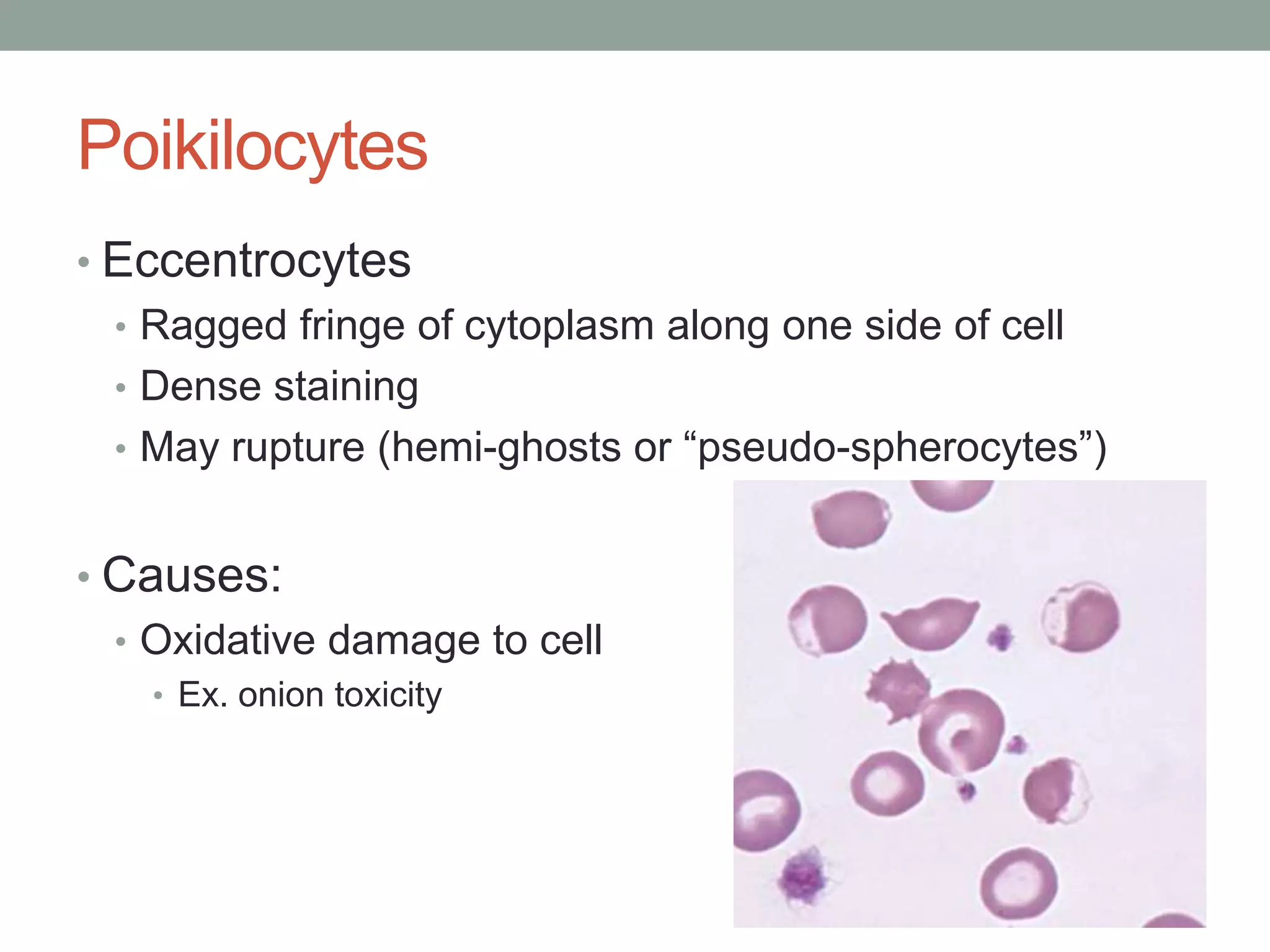 Hematology basics pt 1 jpg | PPTX