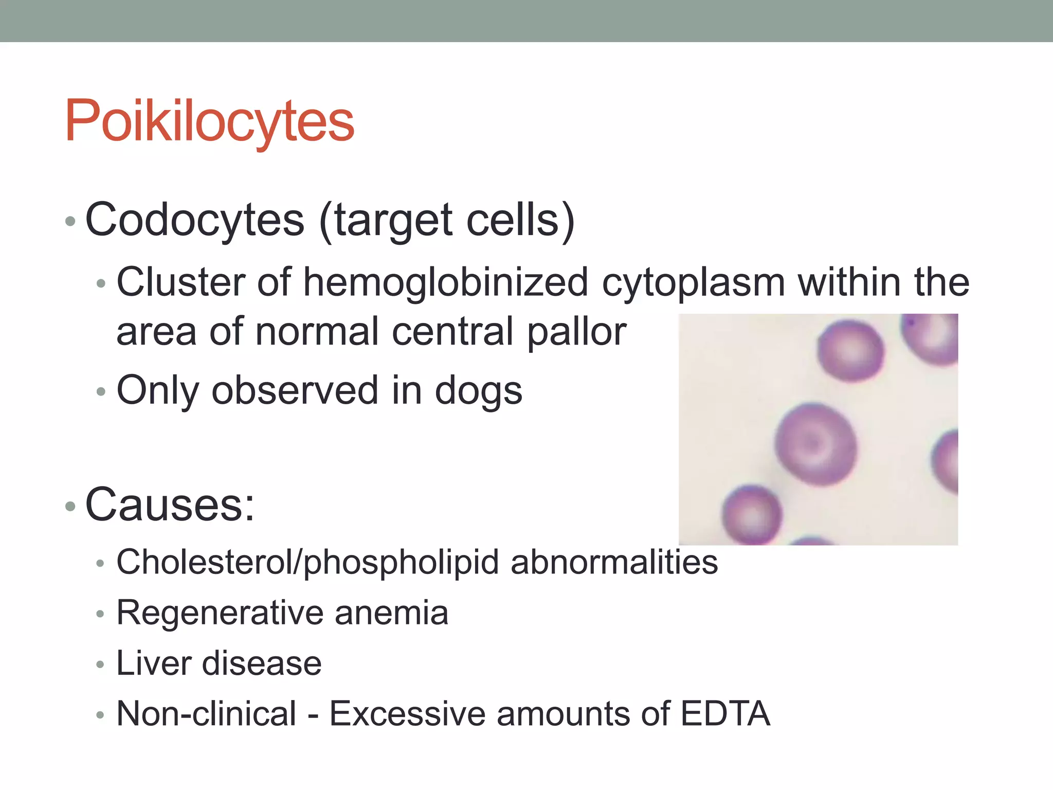 Hematology basics pt 1 jpg | PPTX