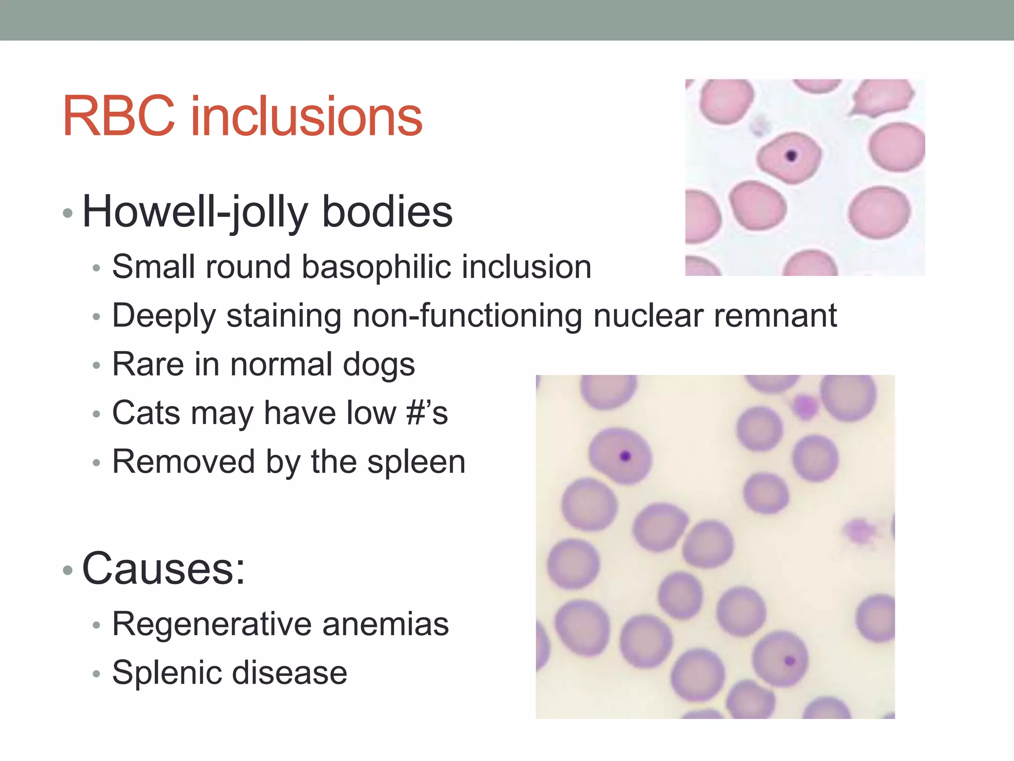Hematology basics pt 1 jpg | PPTX