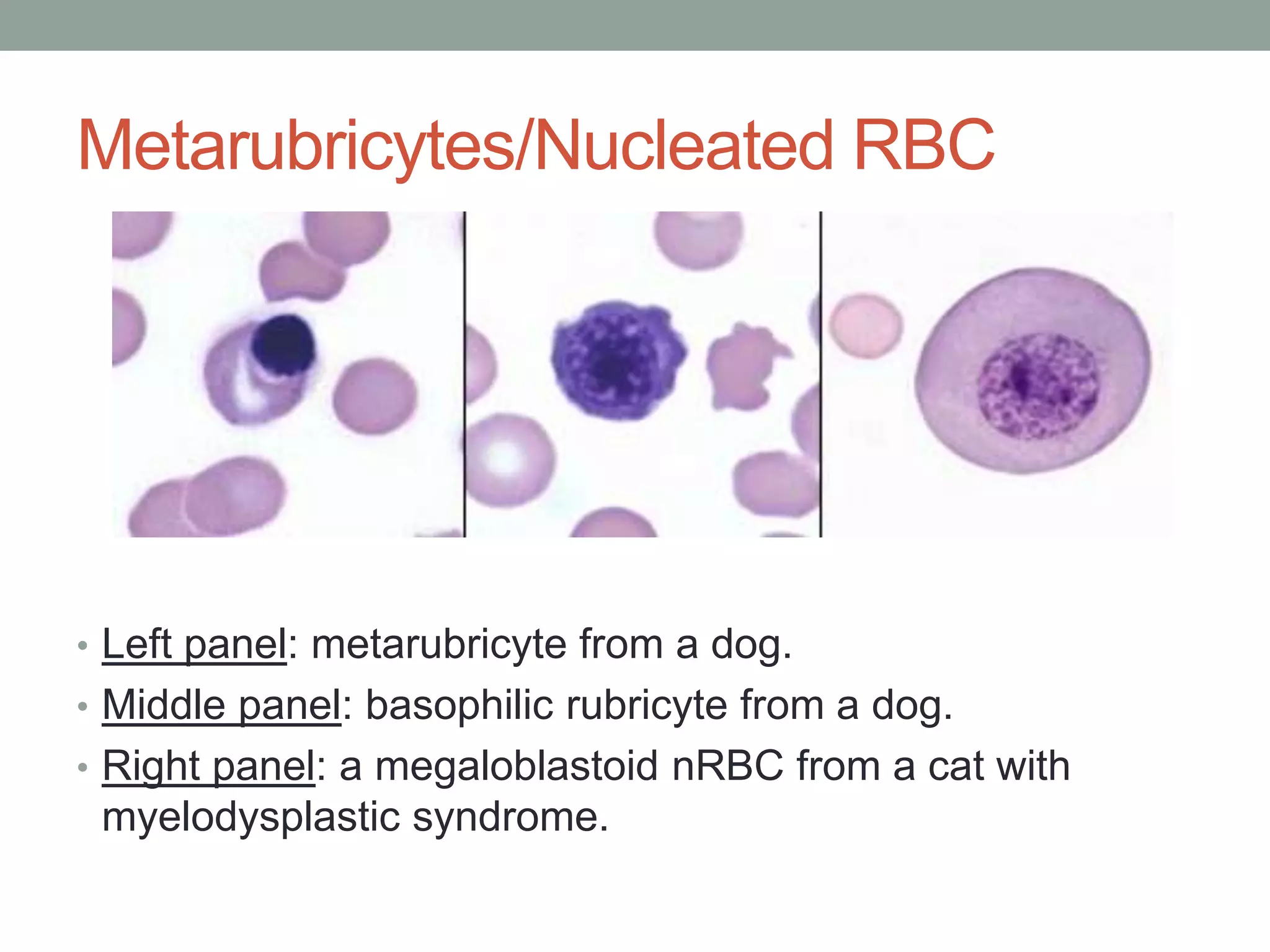 Hematology basics pt 1 jpg | PPTX