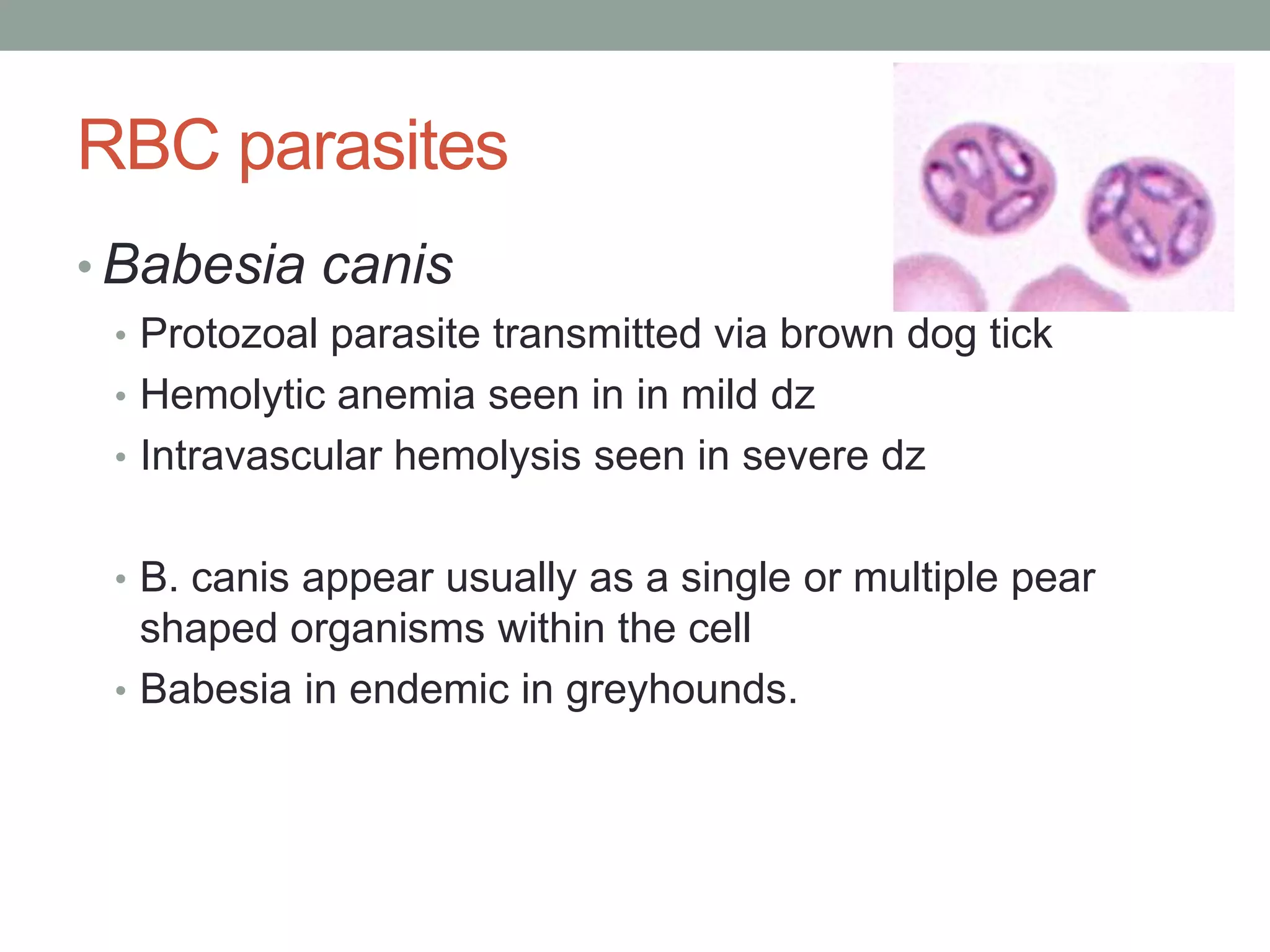 Hematology basics pt 1 jpg | PPTX
