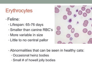 Hematology basics pt 1 jpg | PPTX