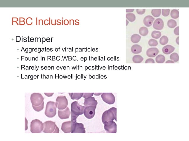 Hematology basics pt 1 jpg | PPTX