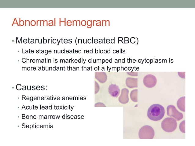 Hematology basics pt 1 jpg | PPTX
