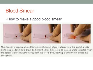 Hematology basics pt 1 jpg | PPTX