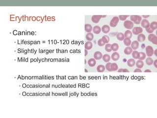 Polychromasia In Dogs