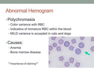 Polychromasia In Dogs