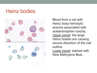 Heinz Bodies In Cats