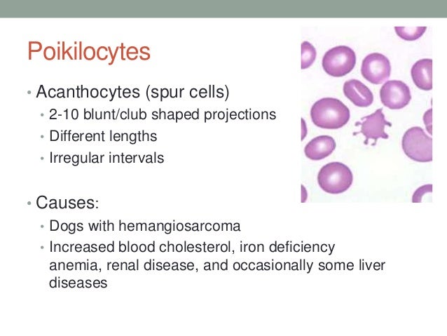 Hematology basics pt 1 jpg