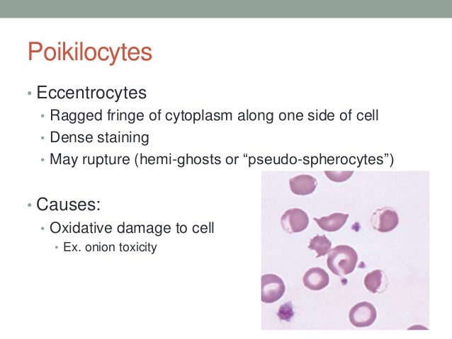 Hematology basics pt 1 jpg