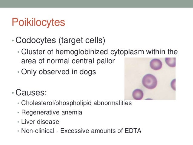 Hematology basics pt 1 jpg