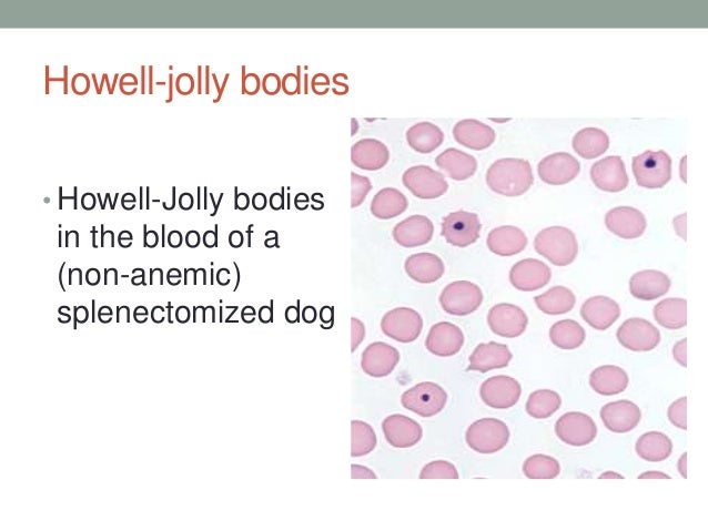Hematology basics pt 1 jpg