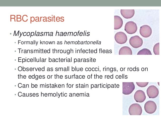 Hematology basics pt 1 jpg