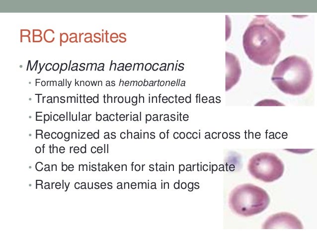 Hematology basics pt 1 jpg