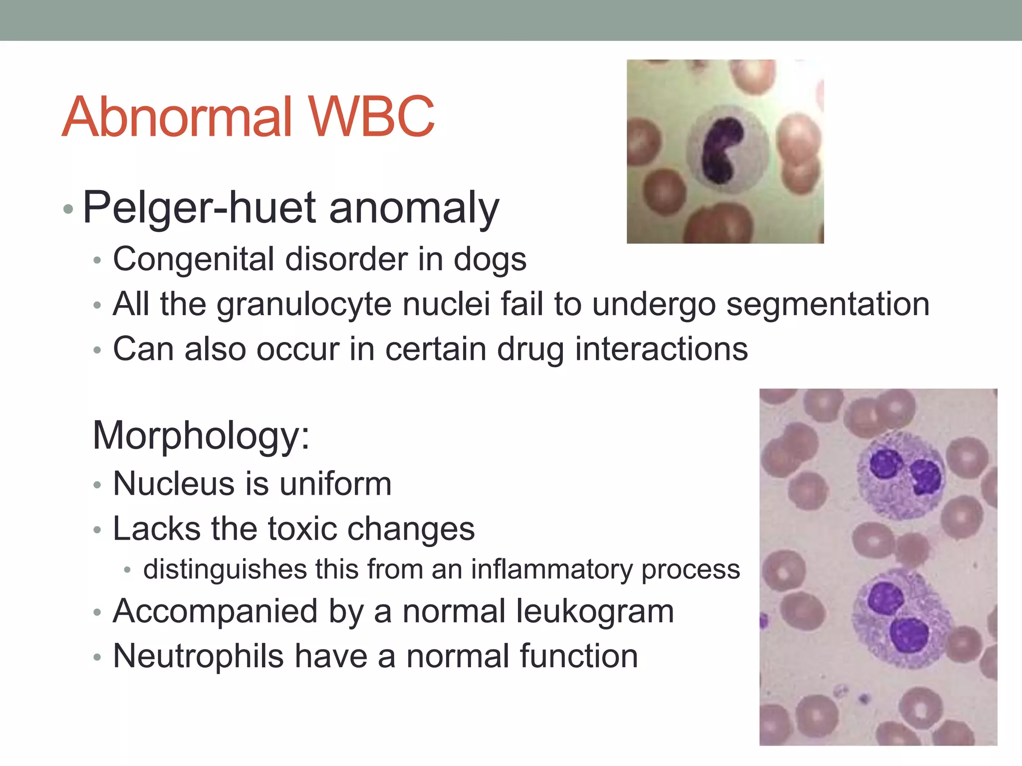 Hematology basics pt 2 | PPTX