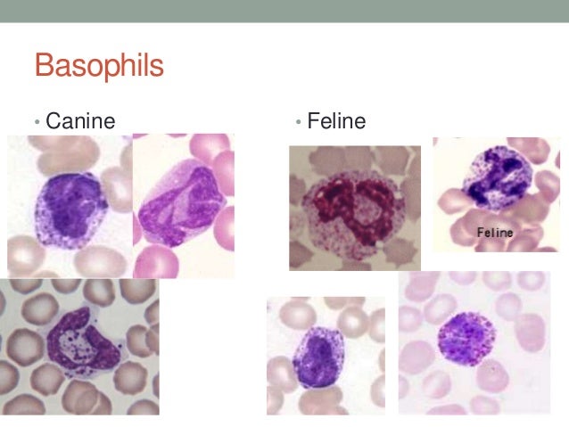 Hematology basics pt 2
