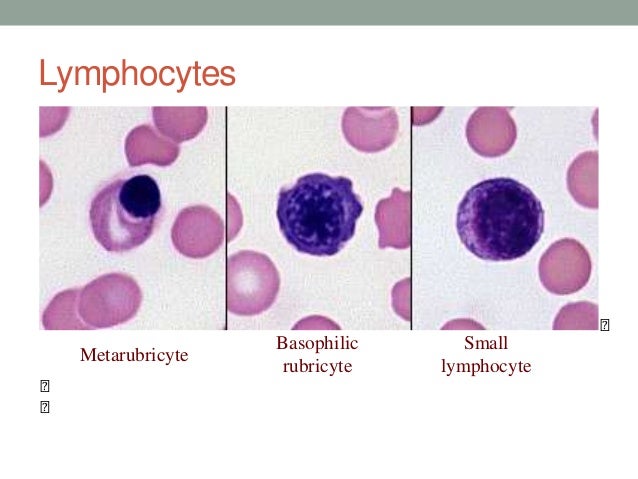 Hematology basics pt 2