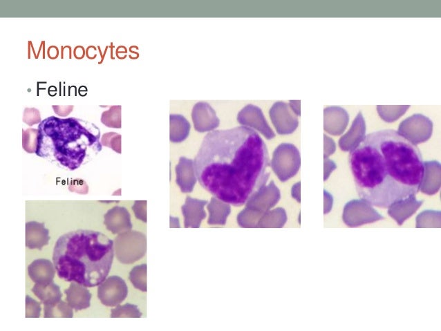 Hematology basics pt 2
