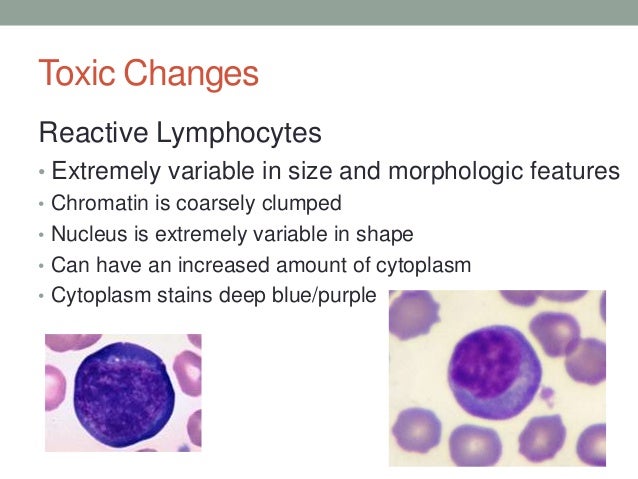 Hematology basics pt 2
