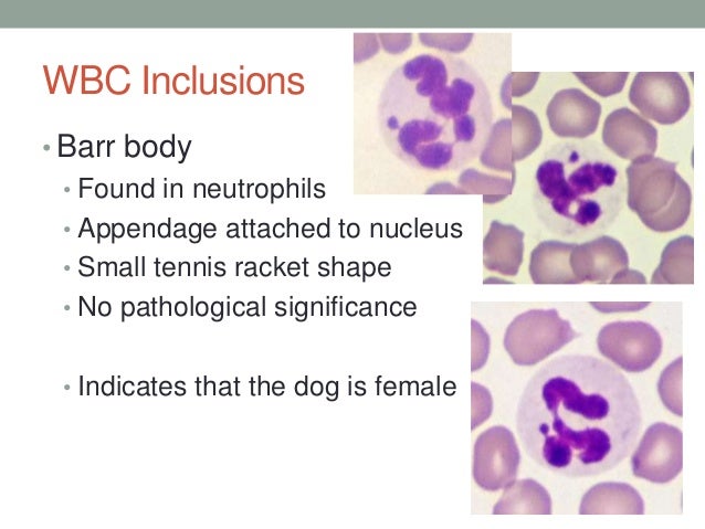 Hematology basics pt 2