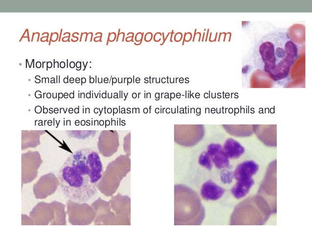 Hematology basics pt 2