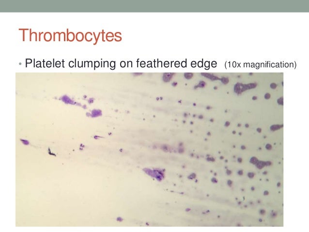 Hematology basics pt 2