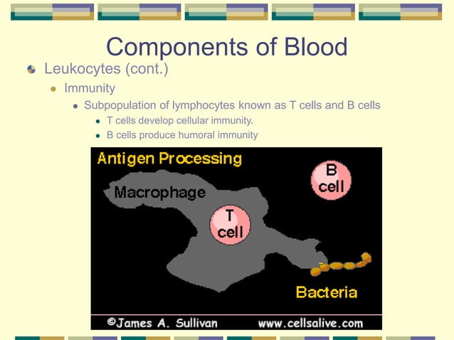 Hematology subject introduction lecutr.ppt