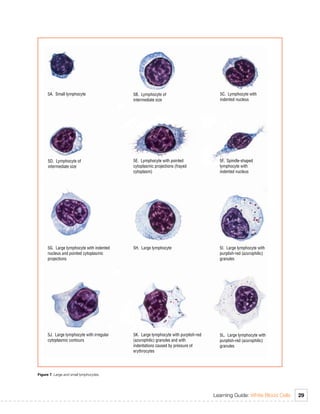 Hematology learning guide | PDF