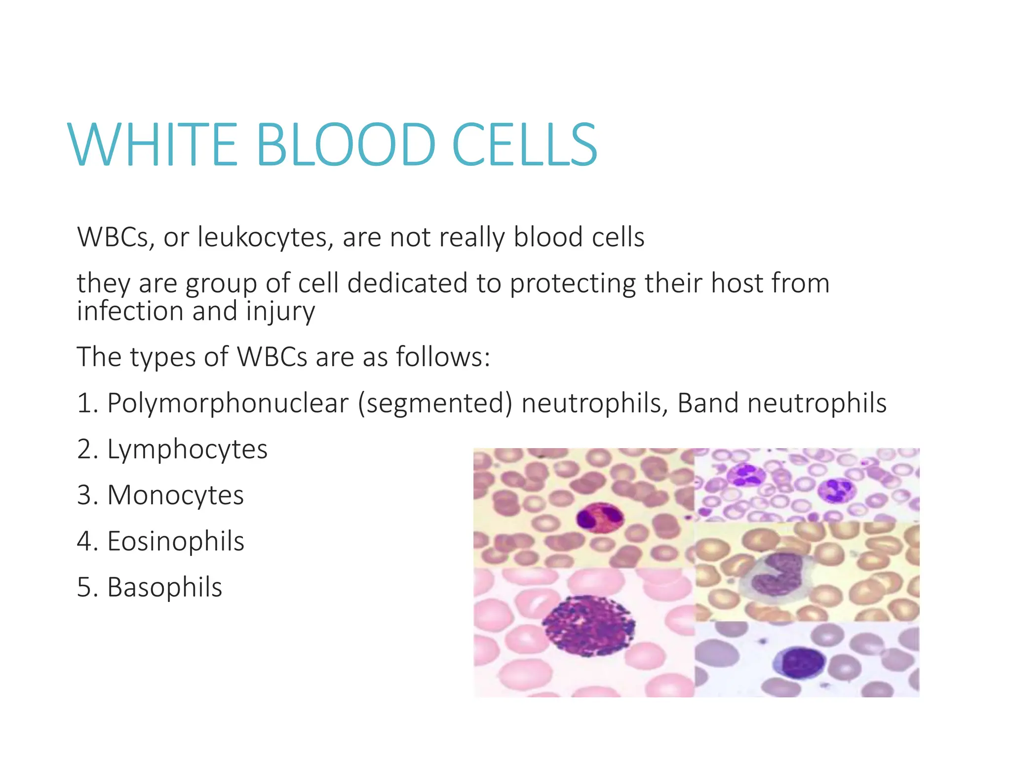 HEMATOLOGY METHODOLOGY .pptx