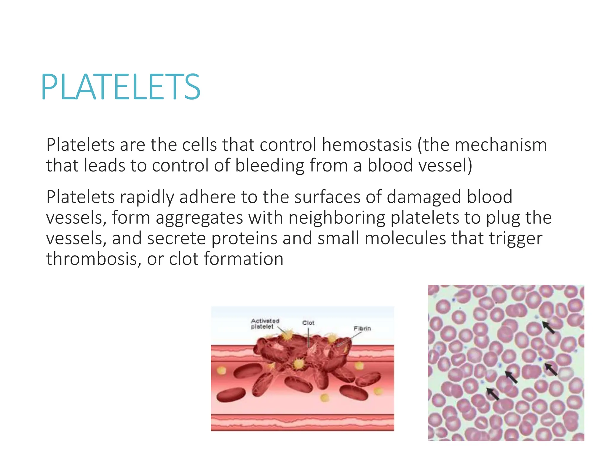 HEMATOLOGY METHODOLOGY .pptx