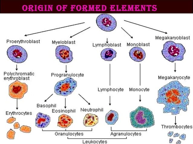 Hematology PPT- anemia, thalasemia, sickle cell anemia | PPT
