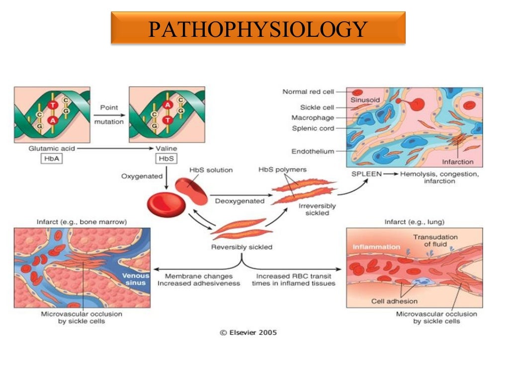 Hematology PPT- anemia, thalasemia, sickle cell anemia