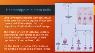 hematology presentation.pptx