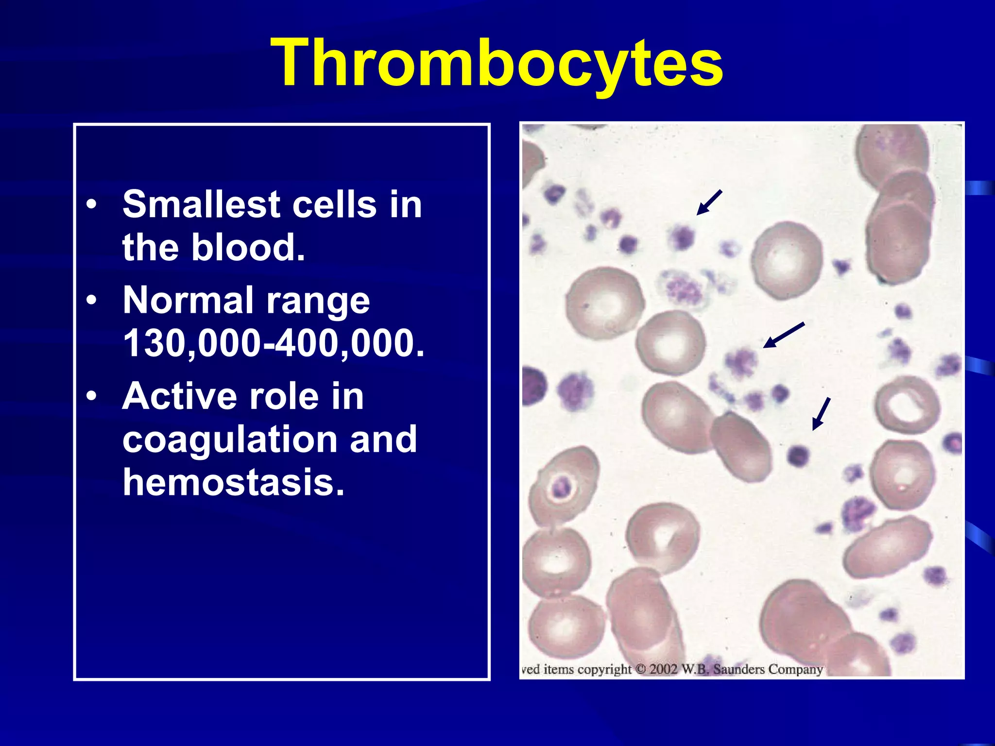 Hematology review '04 | PPT