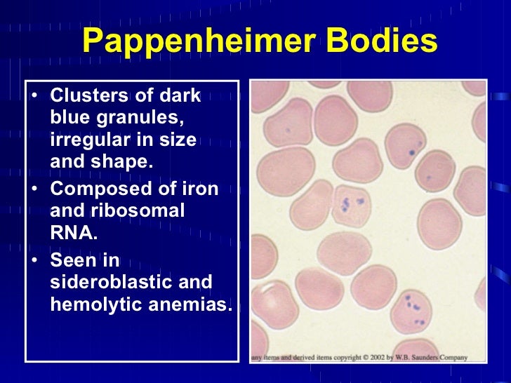 Hematology review '04