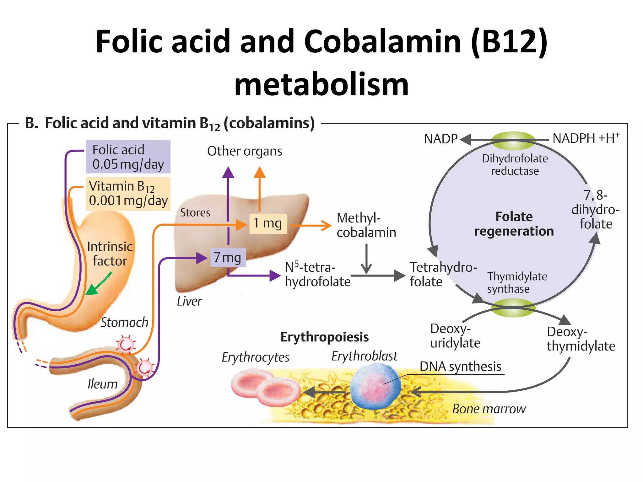 Basic Hematology | PDF