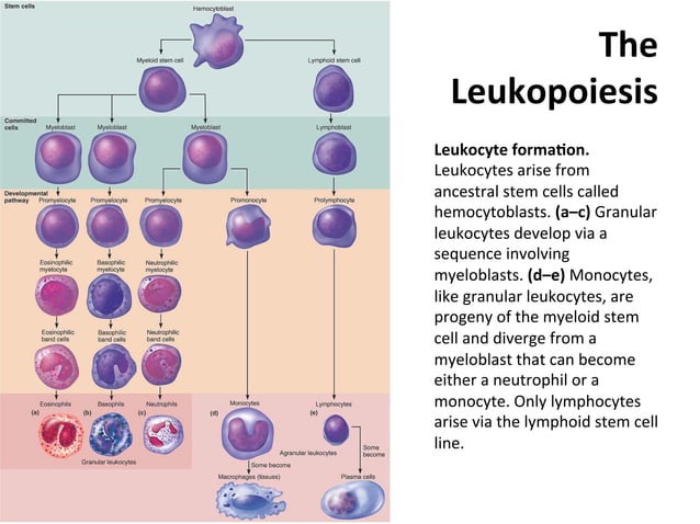 Basic Hematology