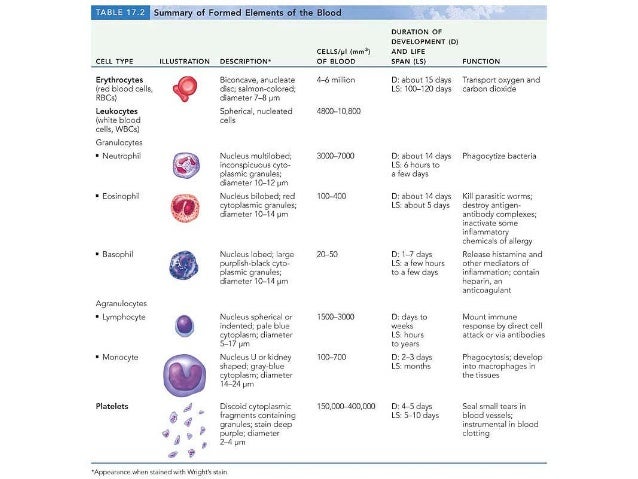 Basic Hematology