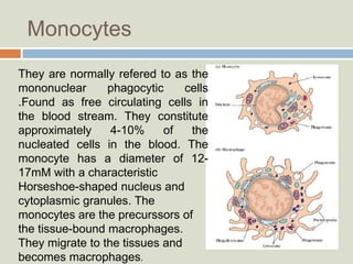 Hematopioesis | PPT