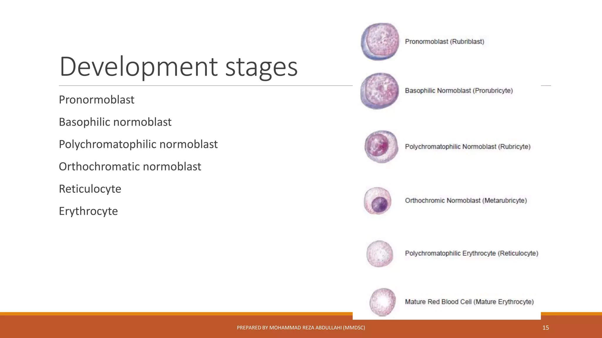 Hematopoiesis and Erythropoiesis | PDF