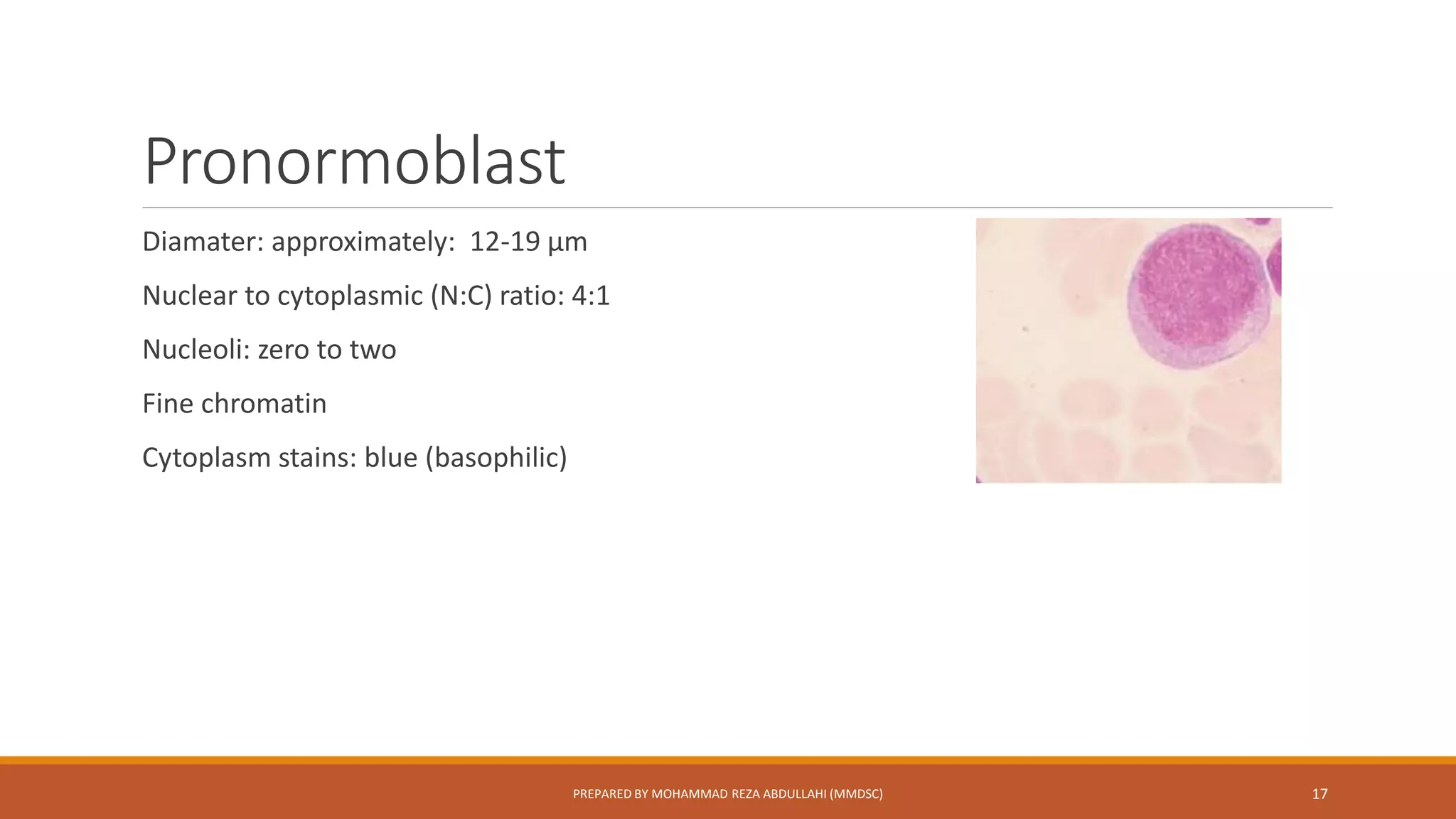 Hematopoiesis and Erythropoiesis | PDF