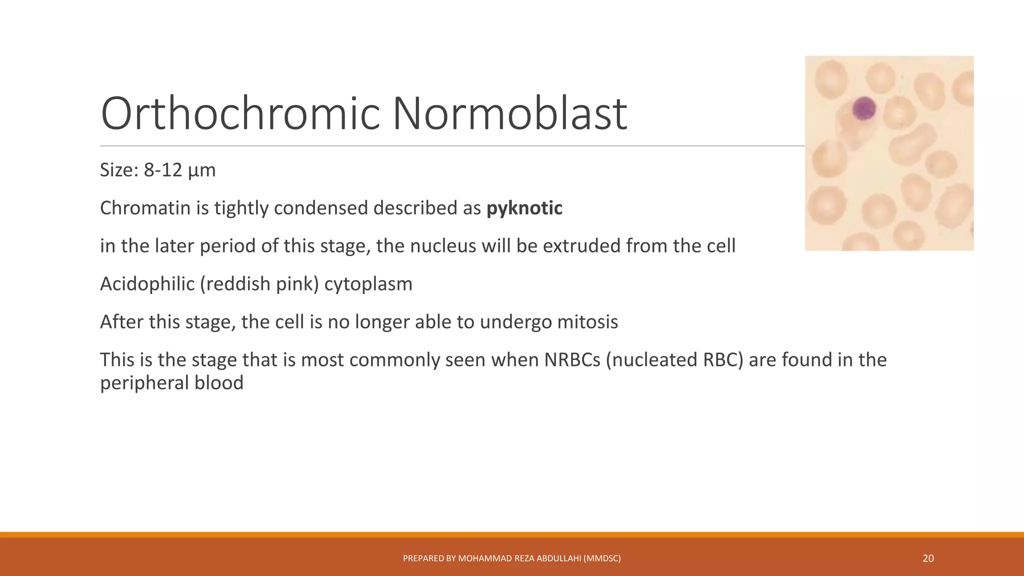 Hematopoiesis and Erythropoiesis | PDF | Blood Disorders | Diseases and ...